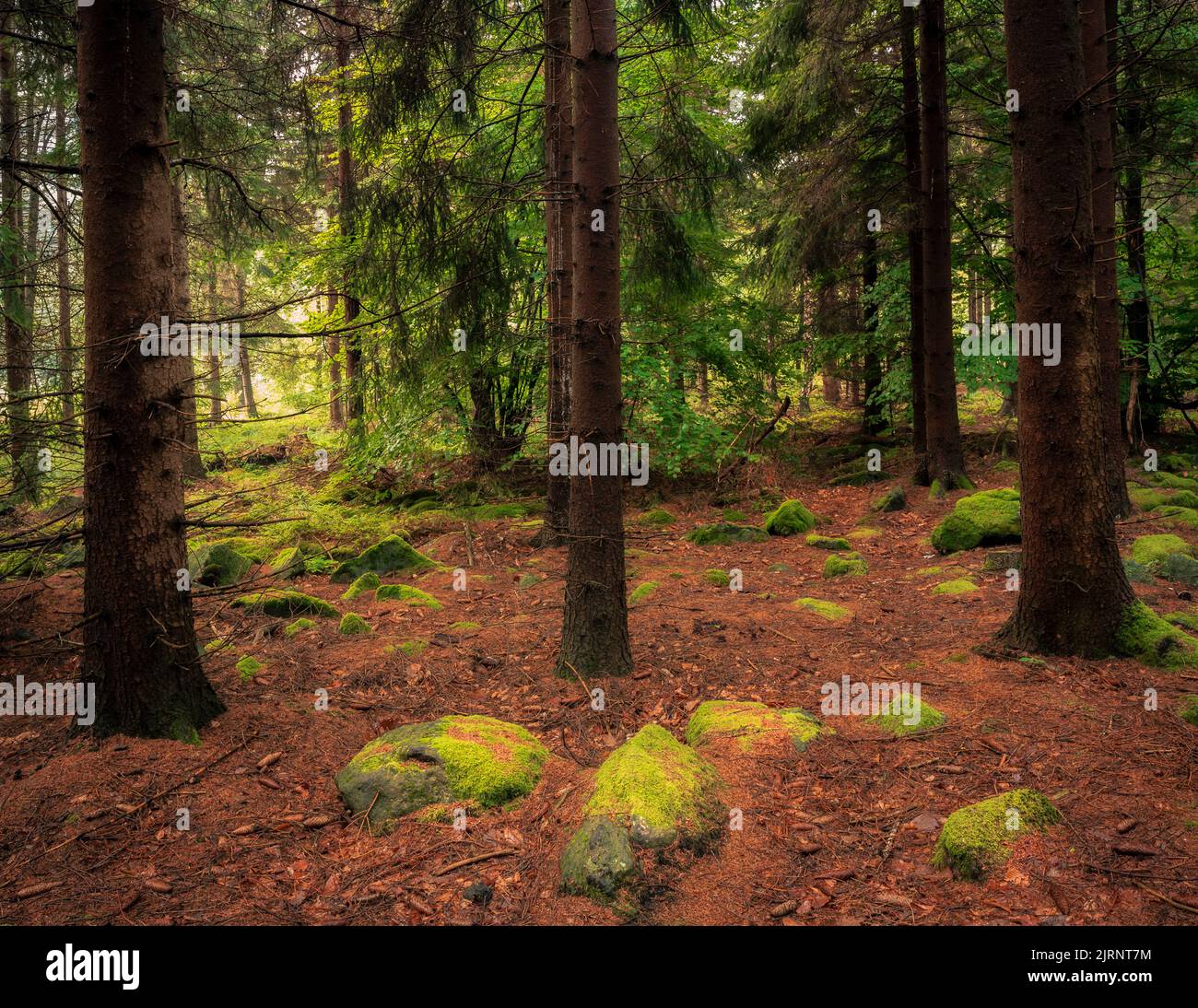 Forest after rainfall Stock Photo - Alamy