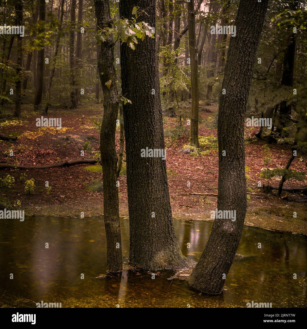 Forest after rainfall Stock Photo - Alamy