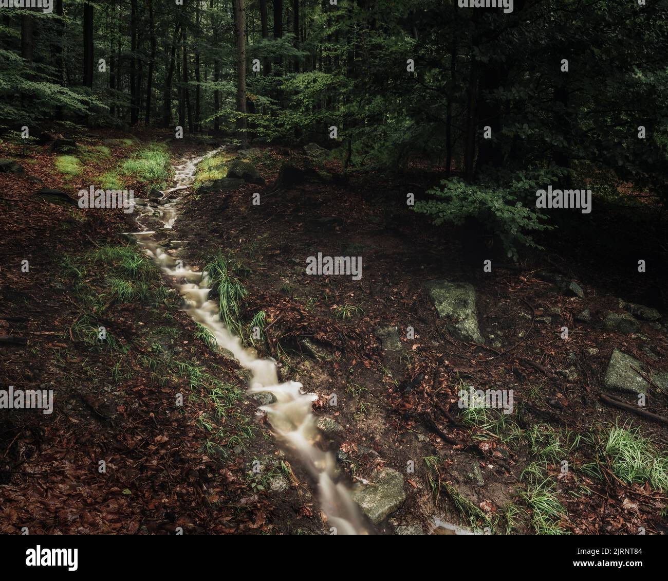 High rainfall forest hi-res stock photography and images - Alamy