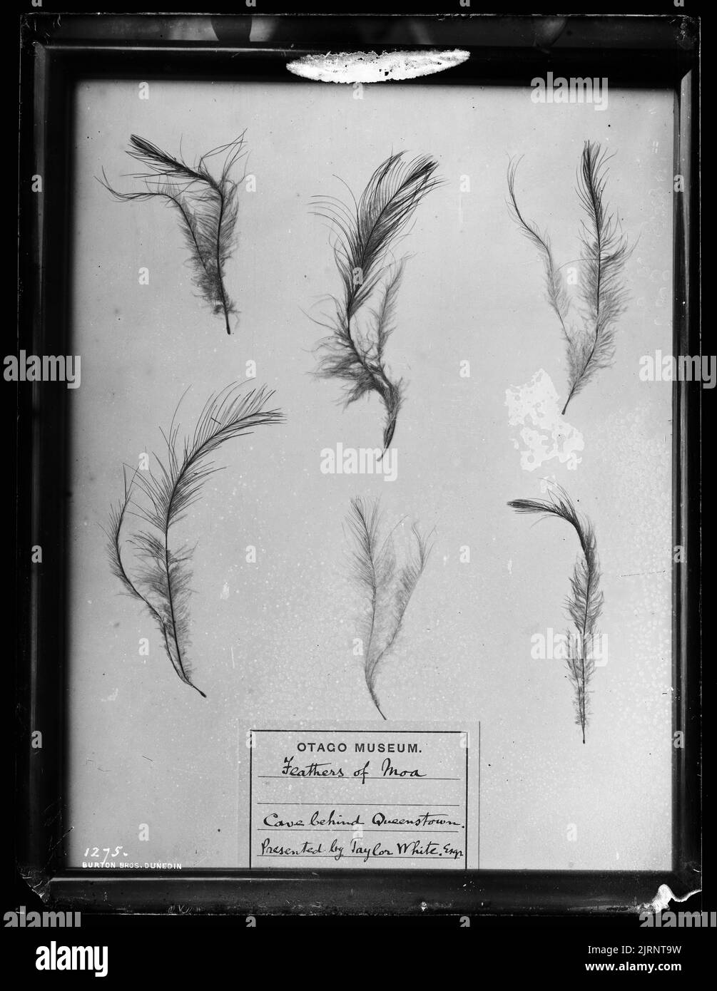 Feathers of Moa Stock Photo - Alamy