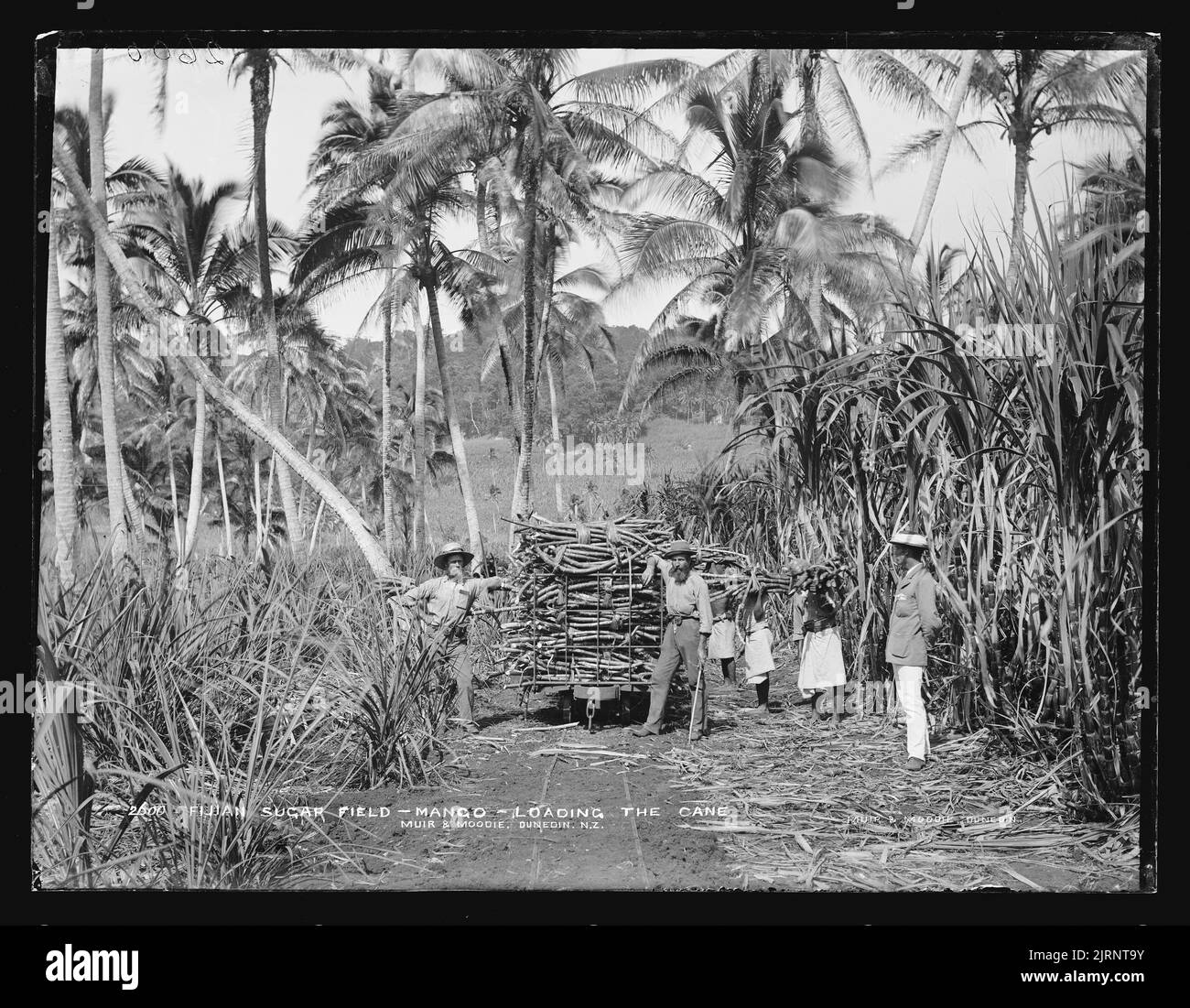Loading the cane fijian suga hi-res stock photography and images - Alamy
