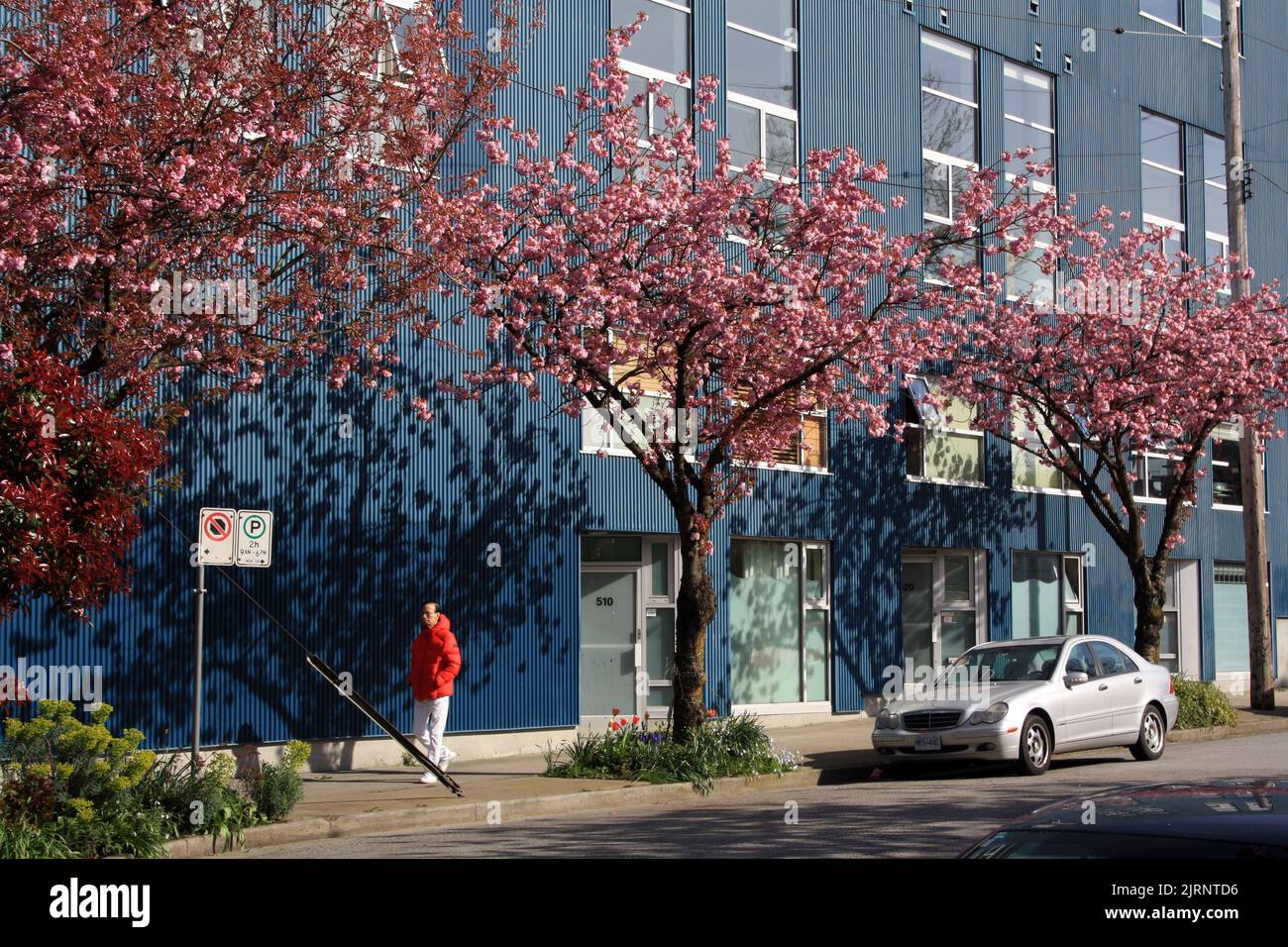 The cherry tree blossoms decorating a facade in East Vancouver, British ...