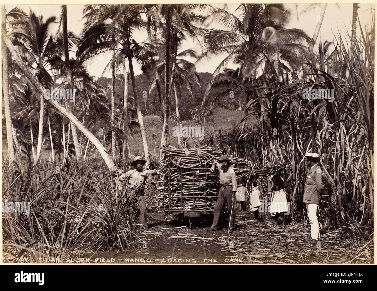 Fijian Sugar Field - Mango - Loading the Cane, 1884, Dunedin, by Burton ...