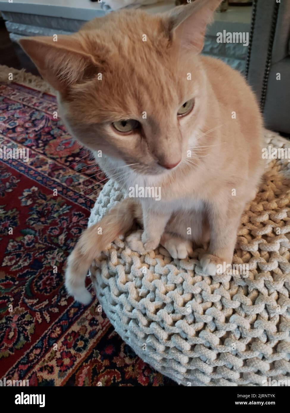 Cream Tabby Cat on a White Ottoman Stock Photo - Alamy