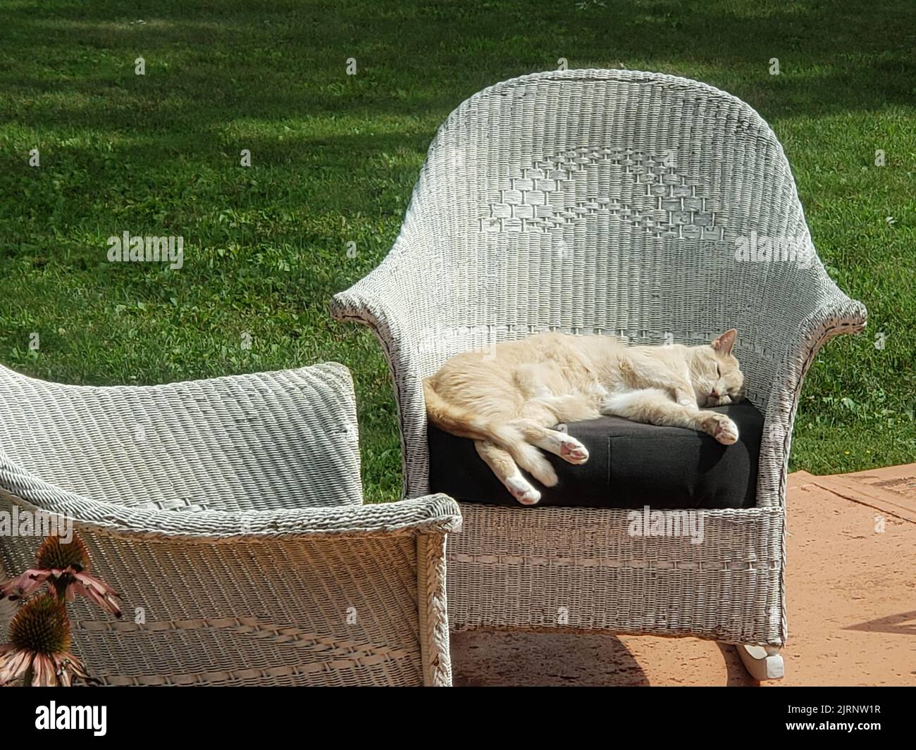 Cream Tabby Cat Sleeping on an Outdoor Wicker Chair Stock Photo - Alamy