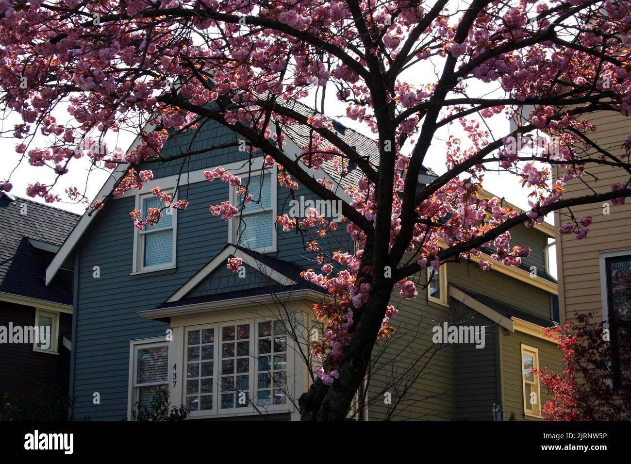 British cherry hi-res stock photography and images - Alamy