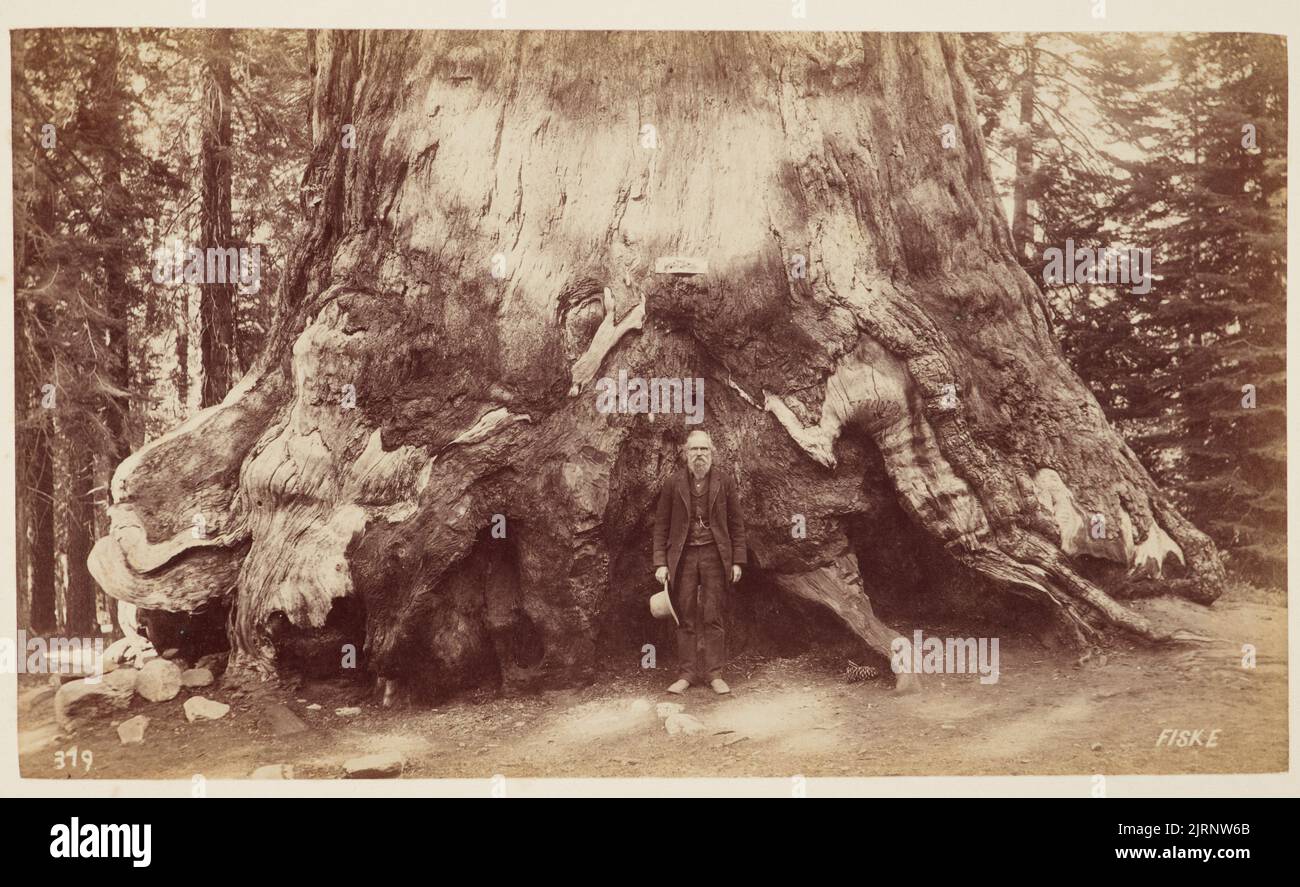 Grizzly Giant, Mariposa Grove, diameter 33 feet. From the album ...