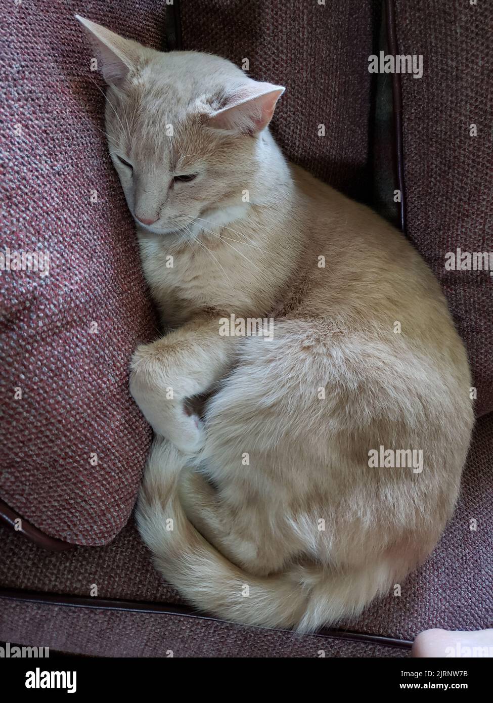 Cream Tabby Cat Sleeping on a Stickley Couch Stock Photo - Alamy