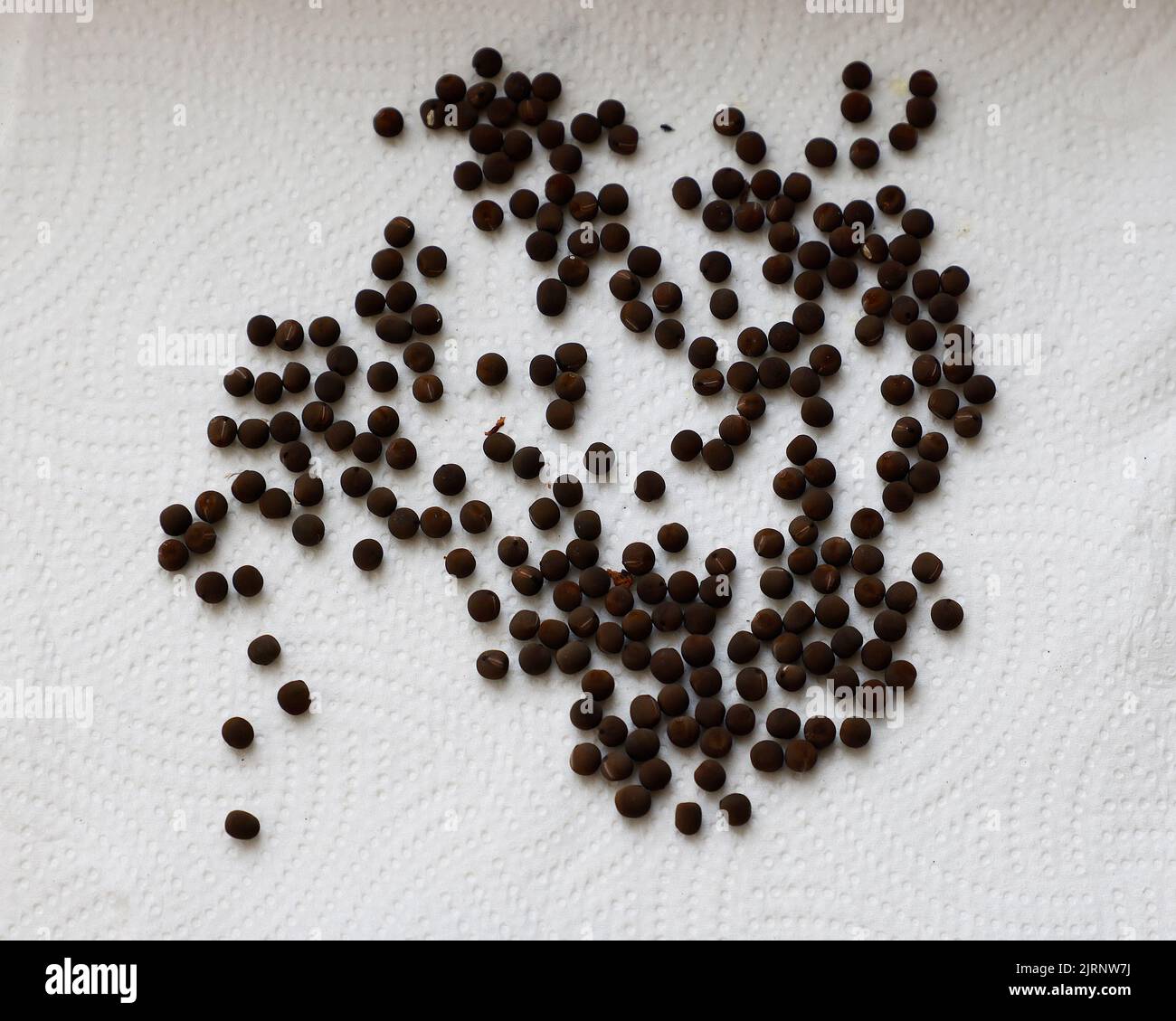 Ripe brown round seeds of Sweet Peas seen against the background of a ...