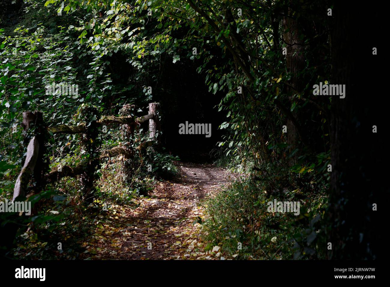 Footpath seen in a woodland with the sunlight creating contrasts on a ...