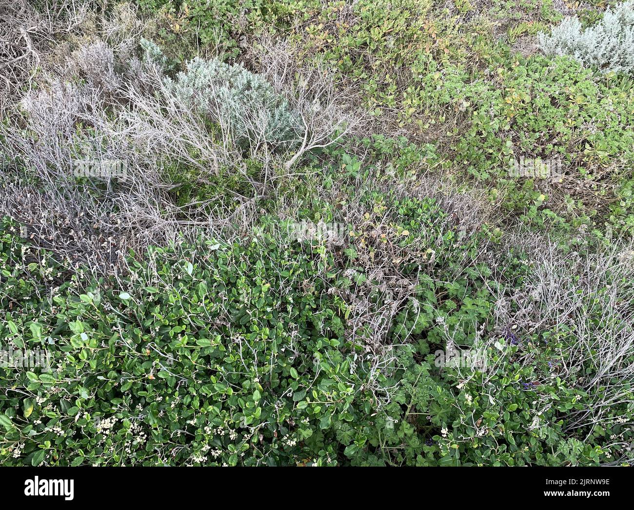 Native plants seen in their environment along the coast of WA Australia ...