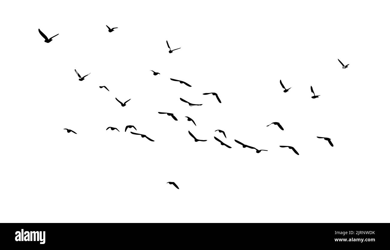 A flock of flying birds. Free birds. Vector illustration Stock Vector ...