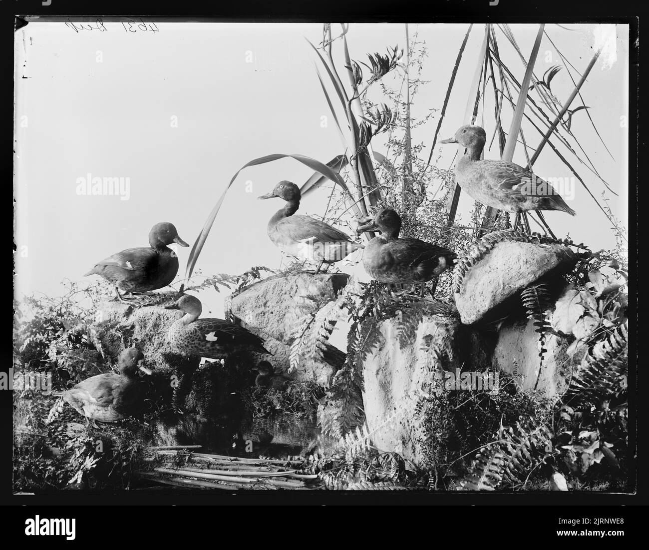 Four red black white Black and White Stock Photos & Images - Alamy