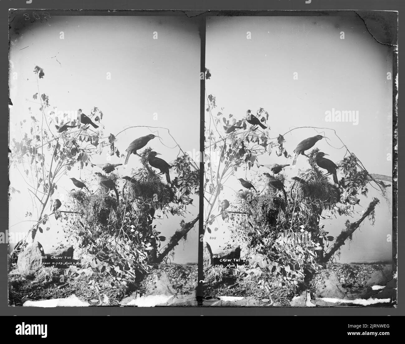 Two black crow Black and White Stock Photos & Images - Alamy