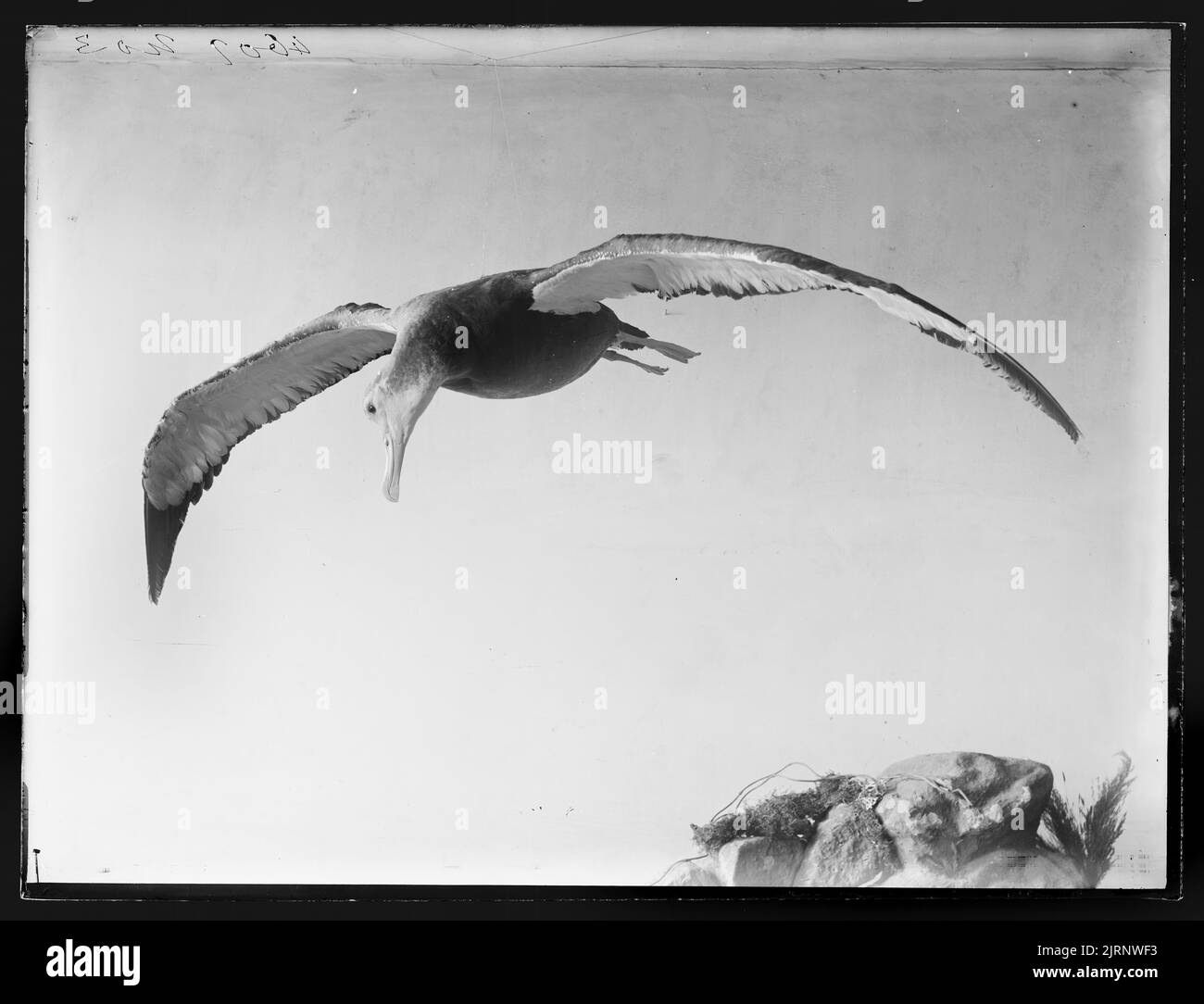 Dunedin albatross Black and White Stock Photos & Images - Alamy