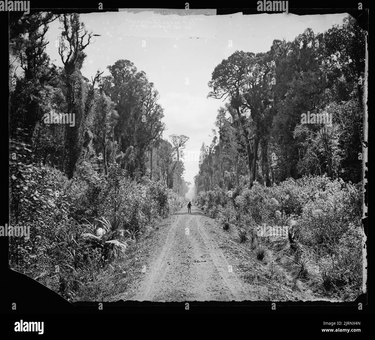 Five Mile Avenue, Forty Mile Bush, circa 1875, Ekethuna, by James ...