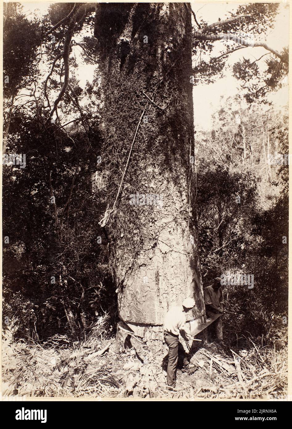Falling Giant Kauri - Taupaki Bush, circa 1880, Dunedin, by Burton ...