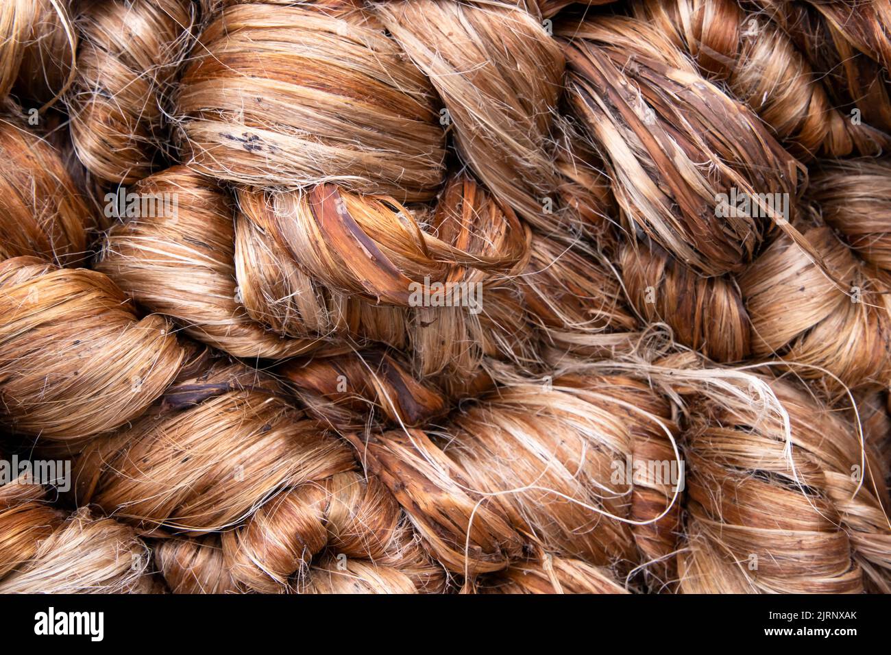 Thick Golden bundle of Wet raw jute fiber Texture Background Stock ...