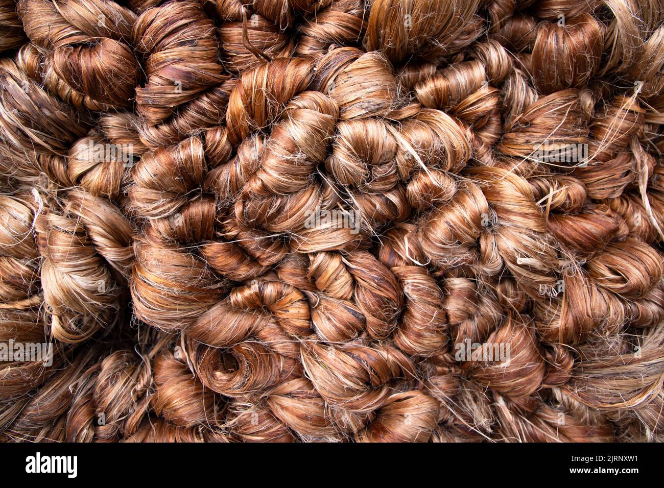 Thick Golden bundle of Wet raw jute fiber Texture Background Stock ...