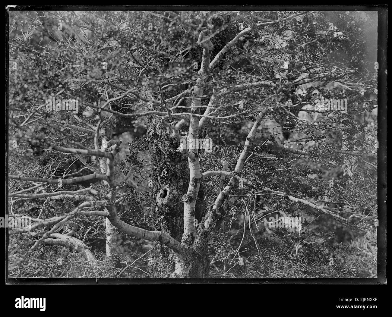 Mohoua ochrocephala (Passeriformes), circa 1920, Nelson, by Herbert ...