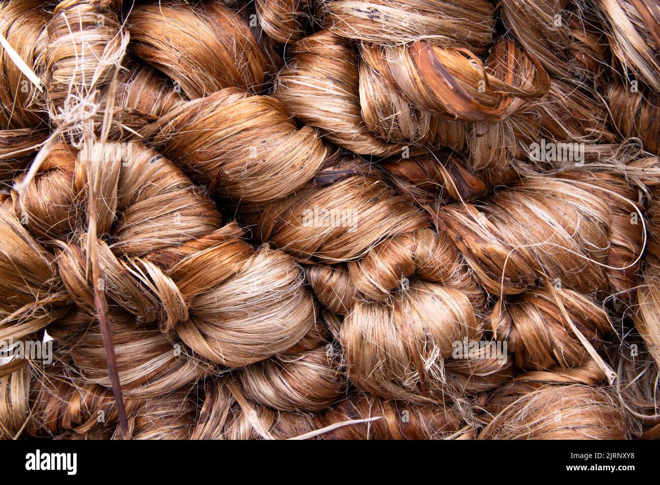 Thick Golden bundle of Wet raw jute fiber Texture Background Stock ...
