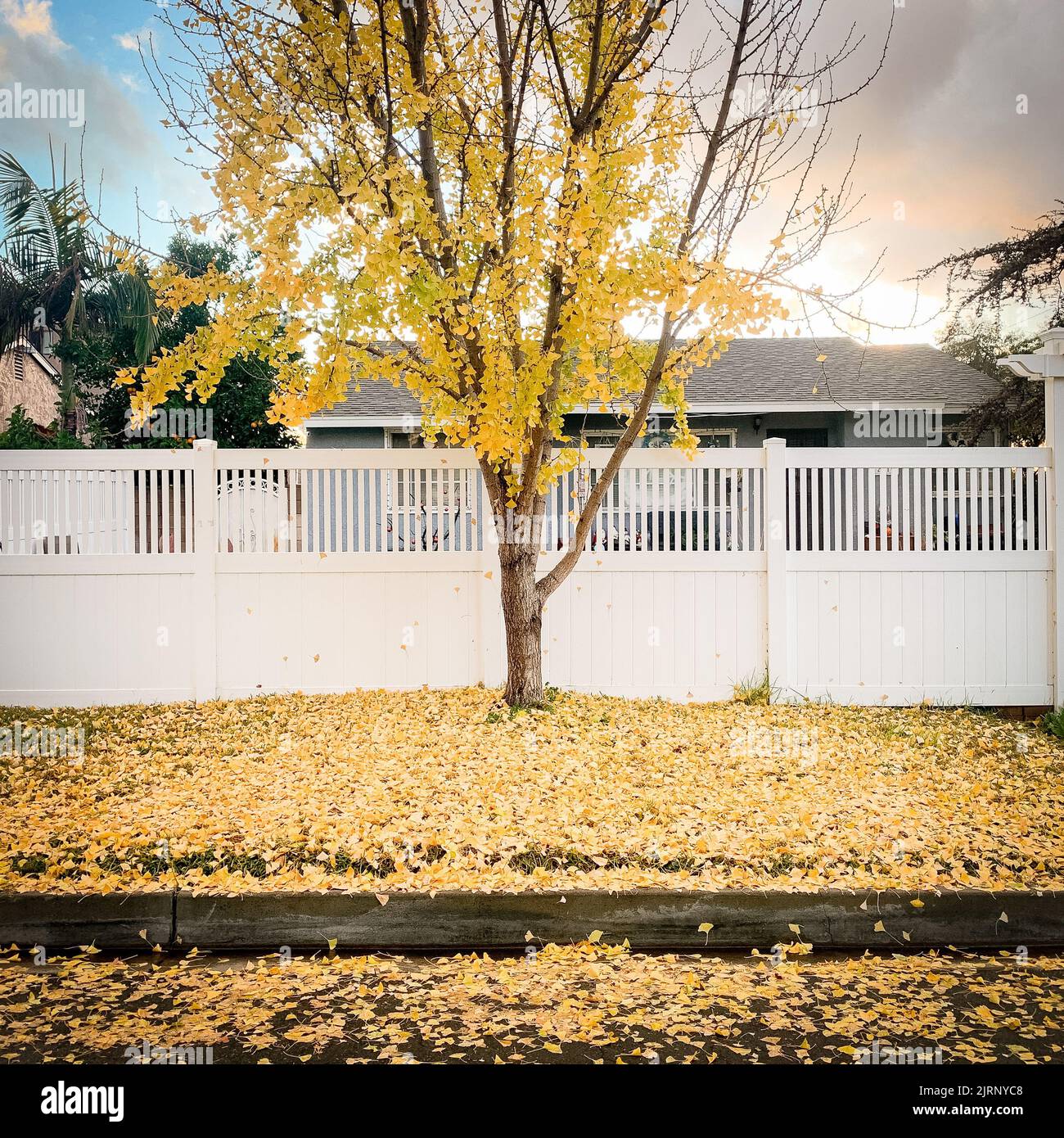 Yellow fall foliage and leaves scattered everywhere Stock Photo - Alamy