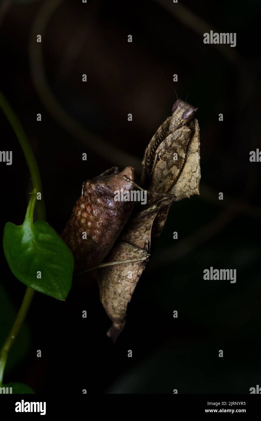 A vertical shot of a pupa in the claws of a Deroplatys against a dark ...