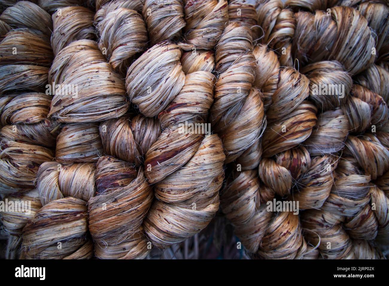Thick Golden bundle of Wet raw jute fiber Texture Background Stock ...
