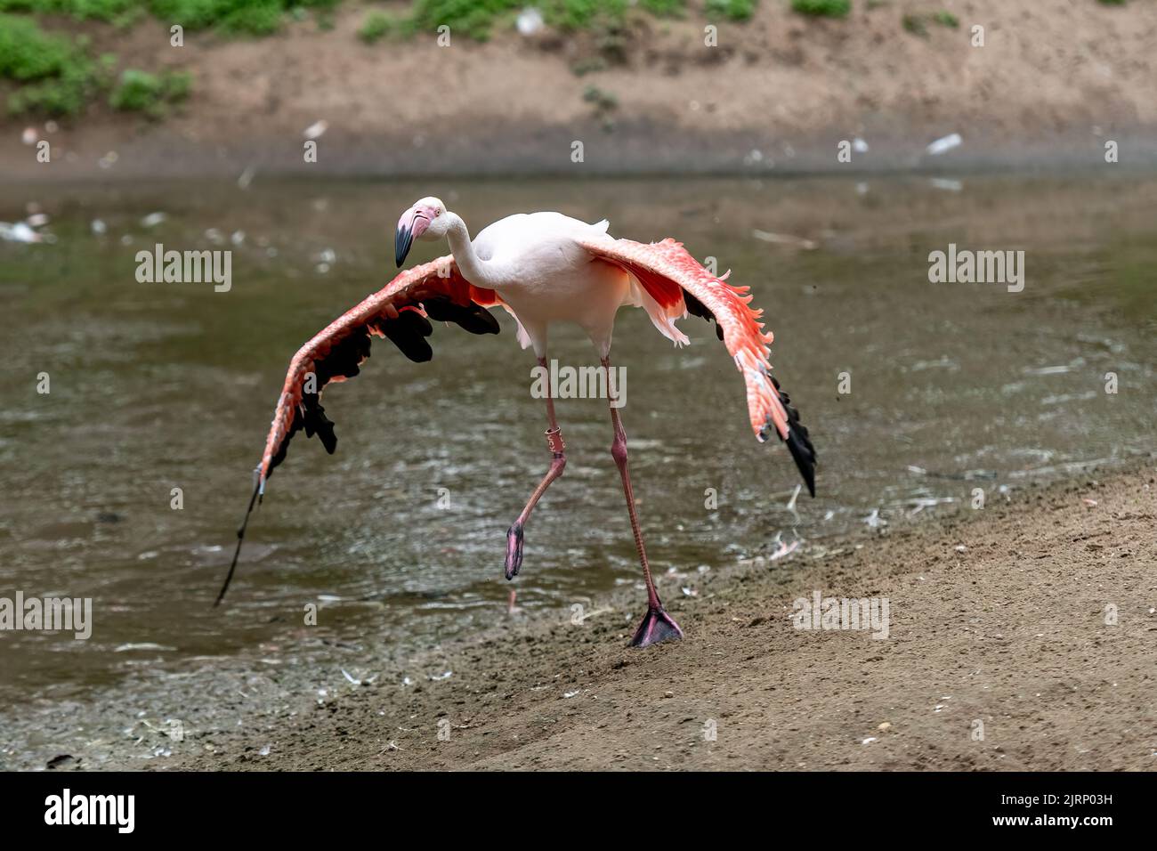 Flamingo running hi-res stock photography and images - Alamy