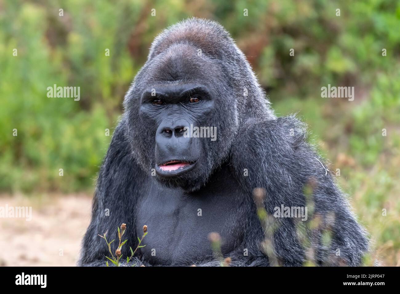 Gorilla looking at the camera Stock Photo - Alamy