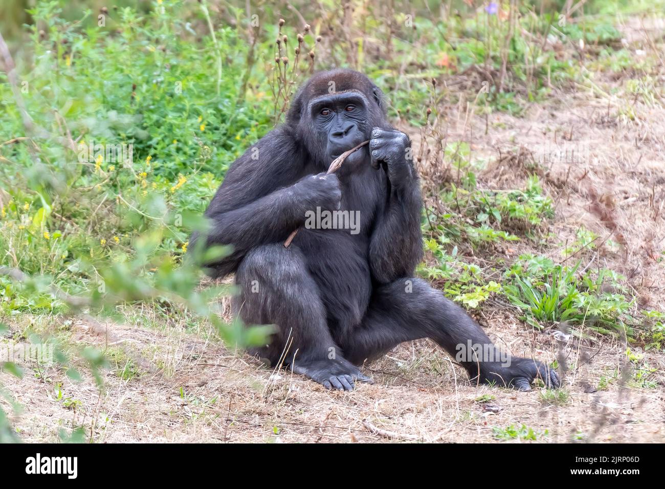 Chewing monkey hi-res stock photography and images - Alamy