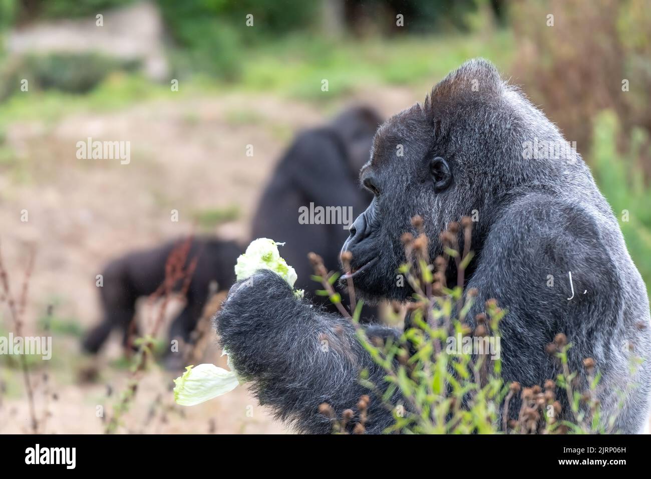 Silverback gorillas family in hi-res stock photography and images - Alamy