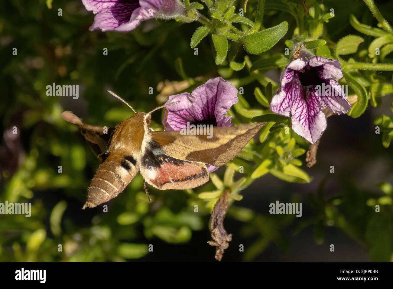 bedstraw hawk moth on a blooming petunia Stock Photo - Alamy