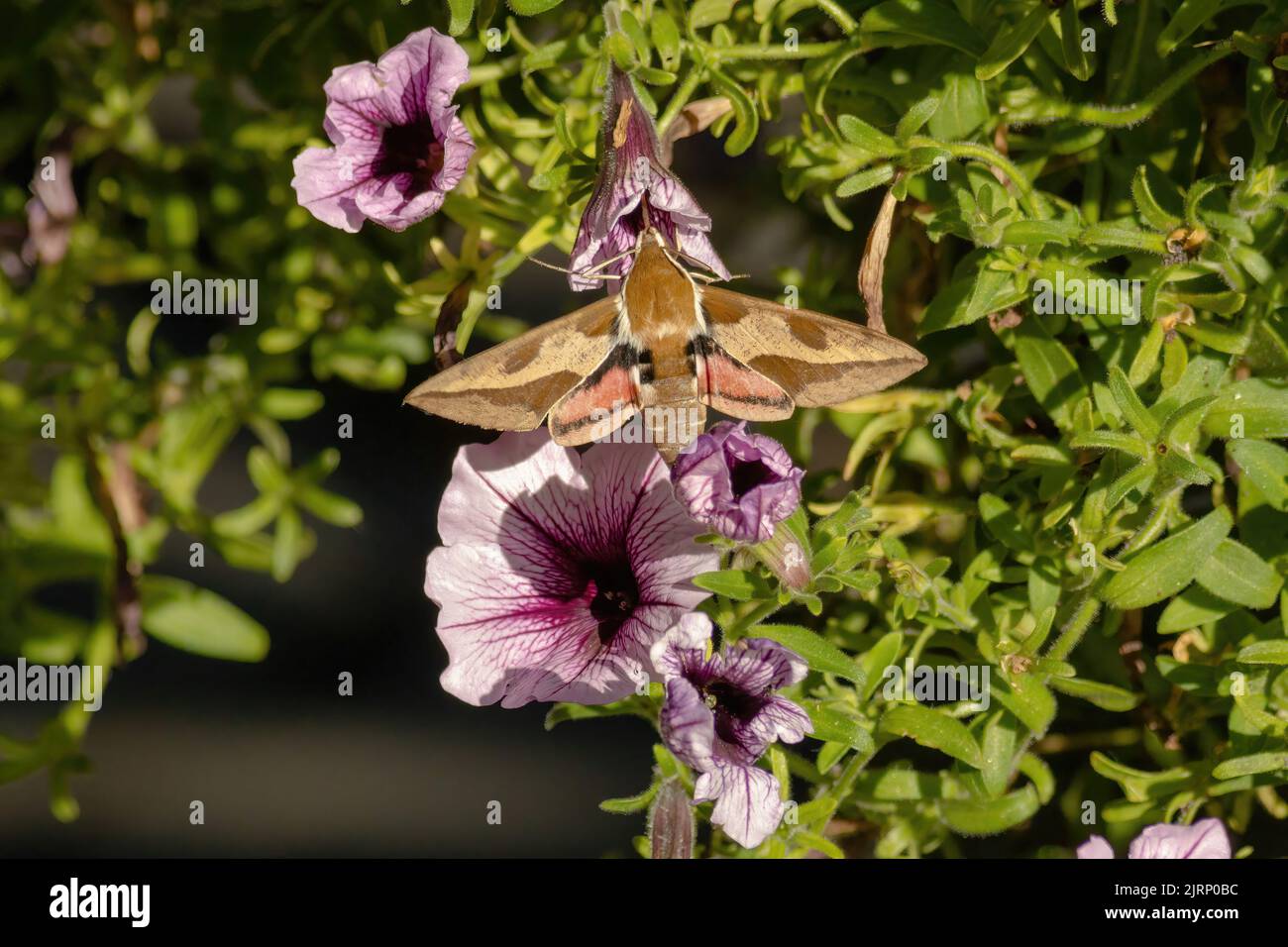 bedstraw hawk moth on a blooming petunia Stock Photo - Alamy