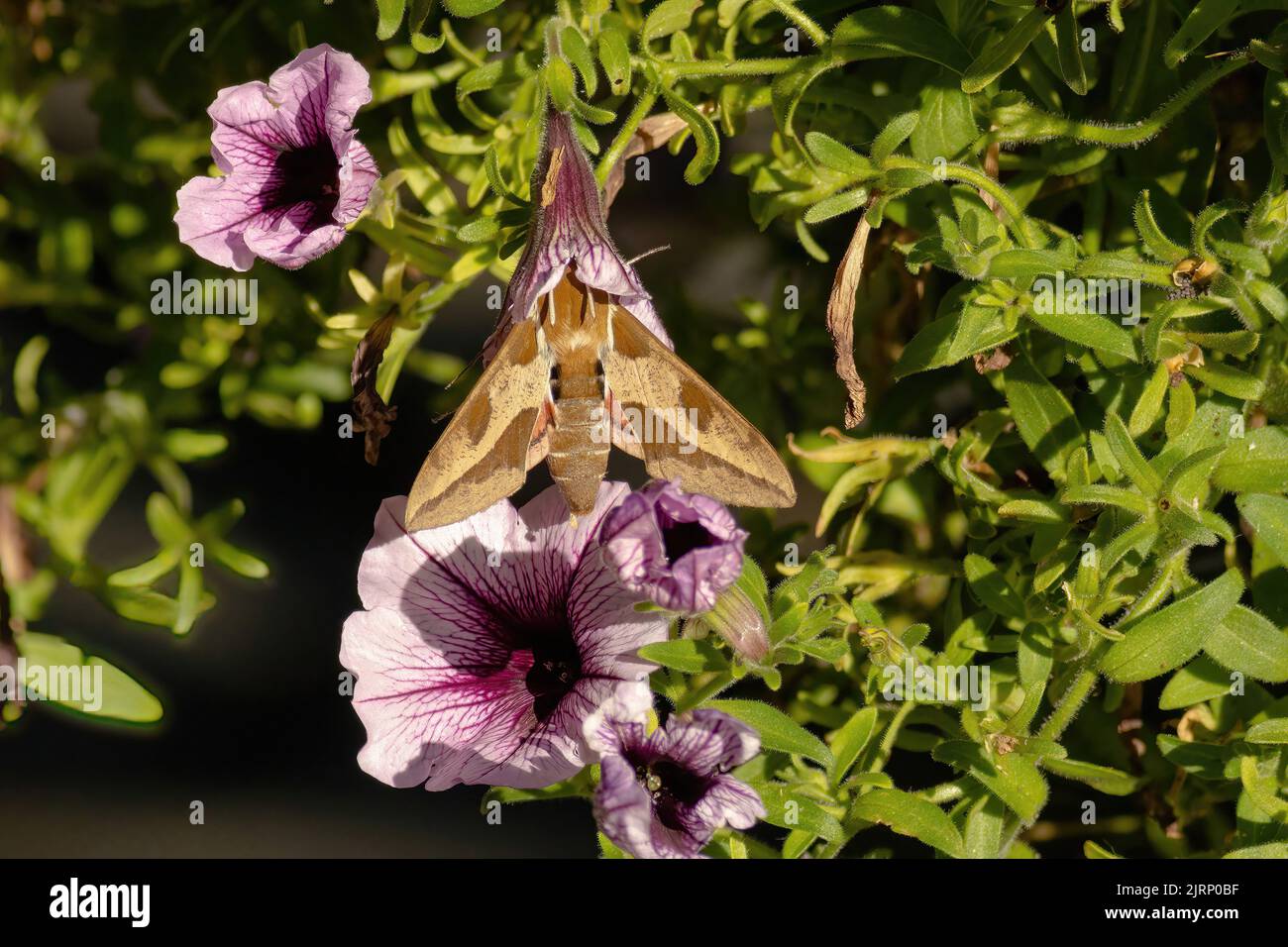 bedstraw hawk moth on a blooming petunia Stock Photo - Alamy