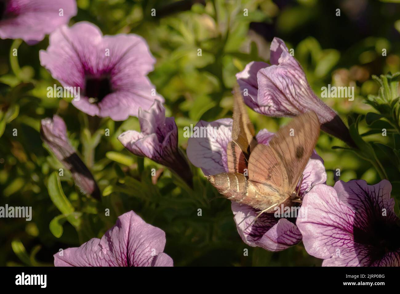 bedstraw hawk moth on a blooming petunia Stock Photo - Alamy