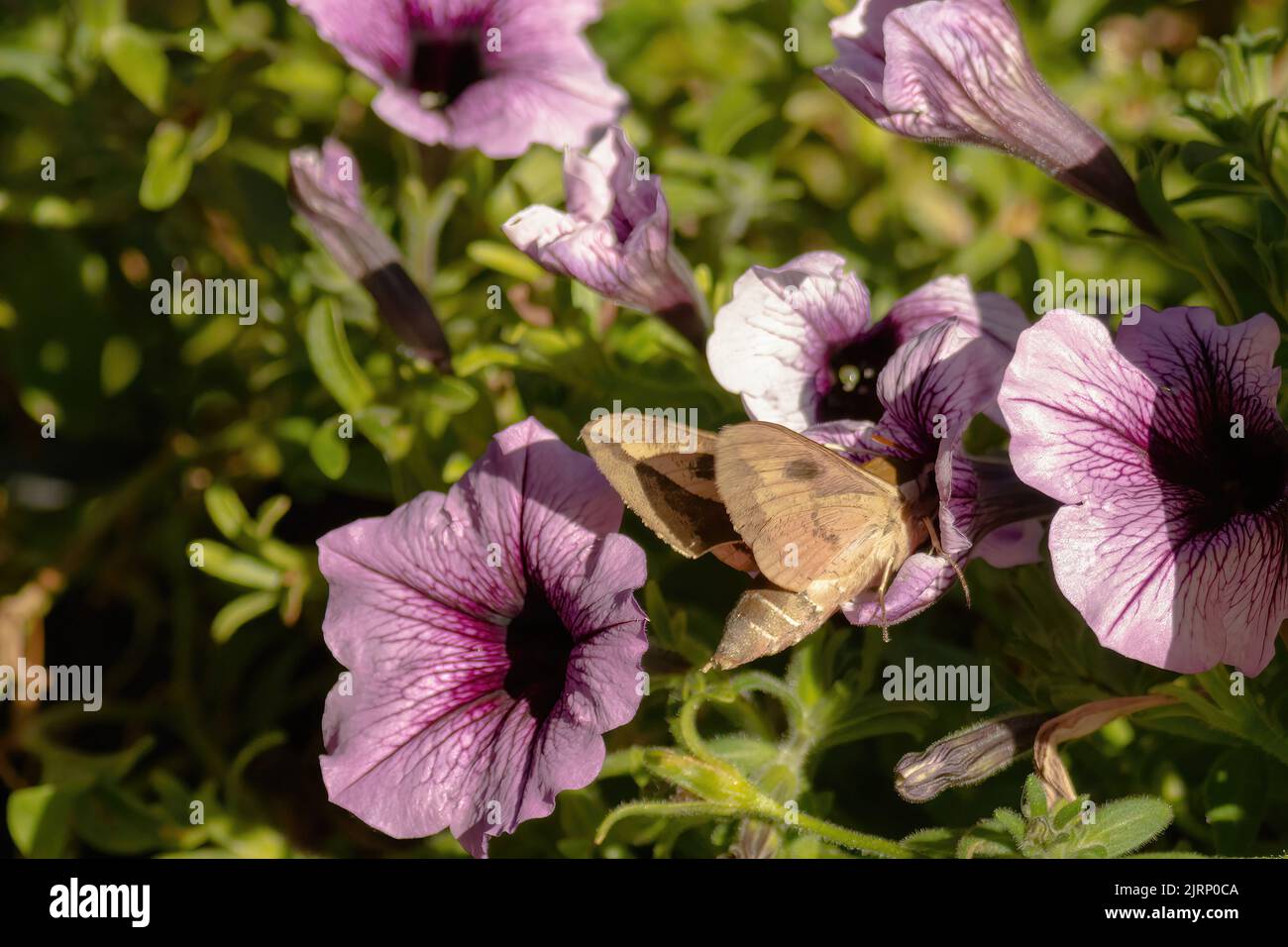 bedstraw hawk moth on a blooming petunia Stock Photo - Alamy