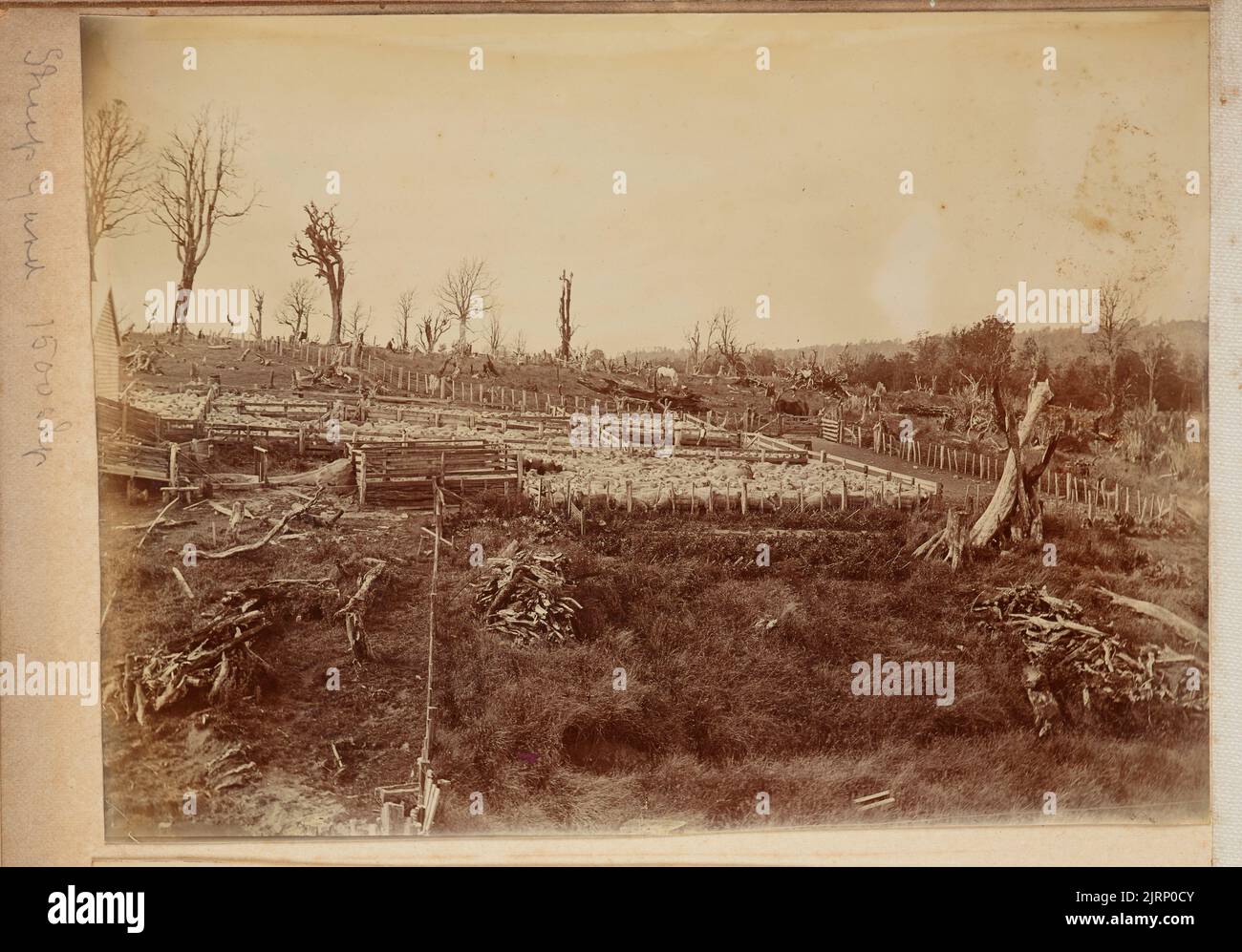 Sheep yard, 1500 sheep. From the album: Snapshot album - Ruatea, circa ...