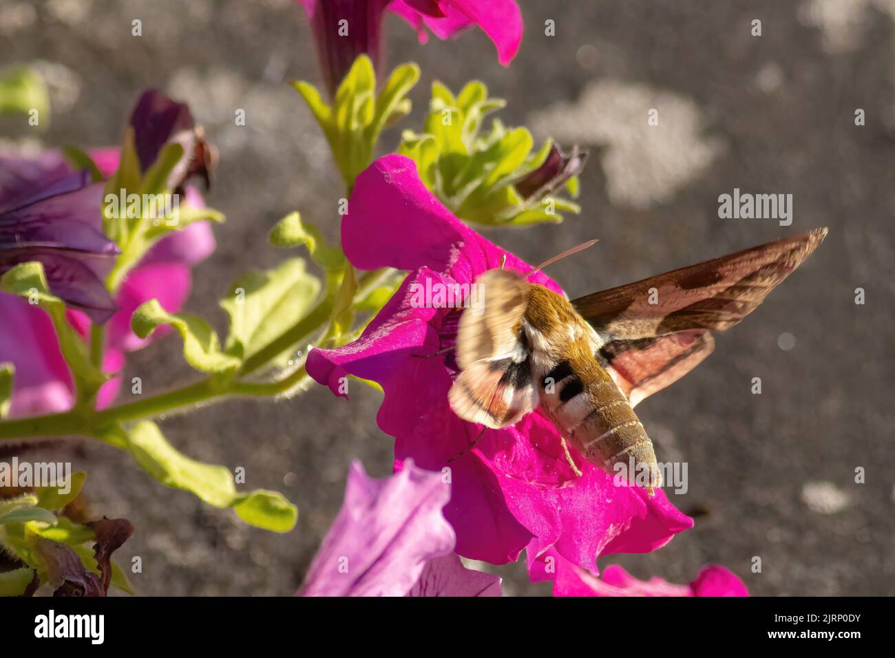 Bedstraw hawk moths hi-res stock photography and images - Alamy