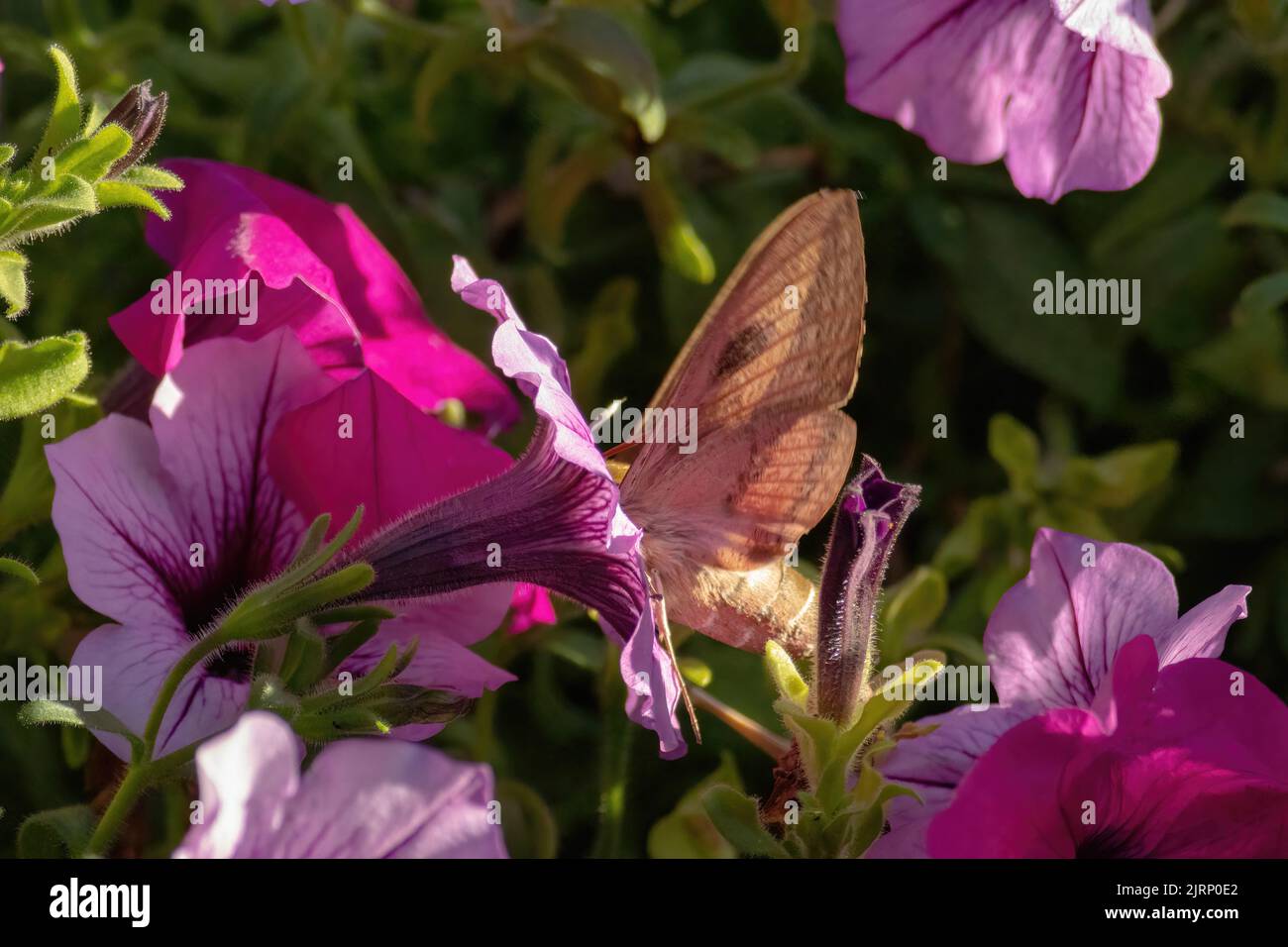 Bedstraw hawk moths hi-res stock photography and images - Alamy