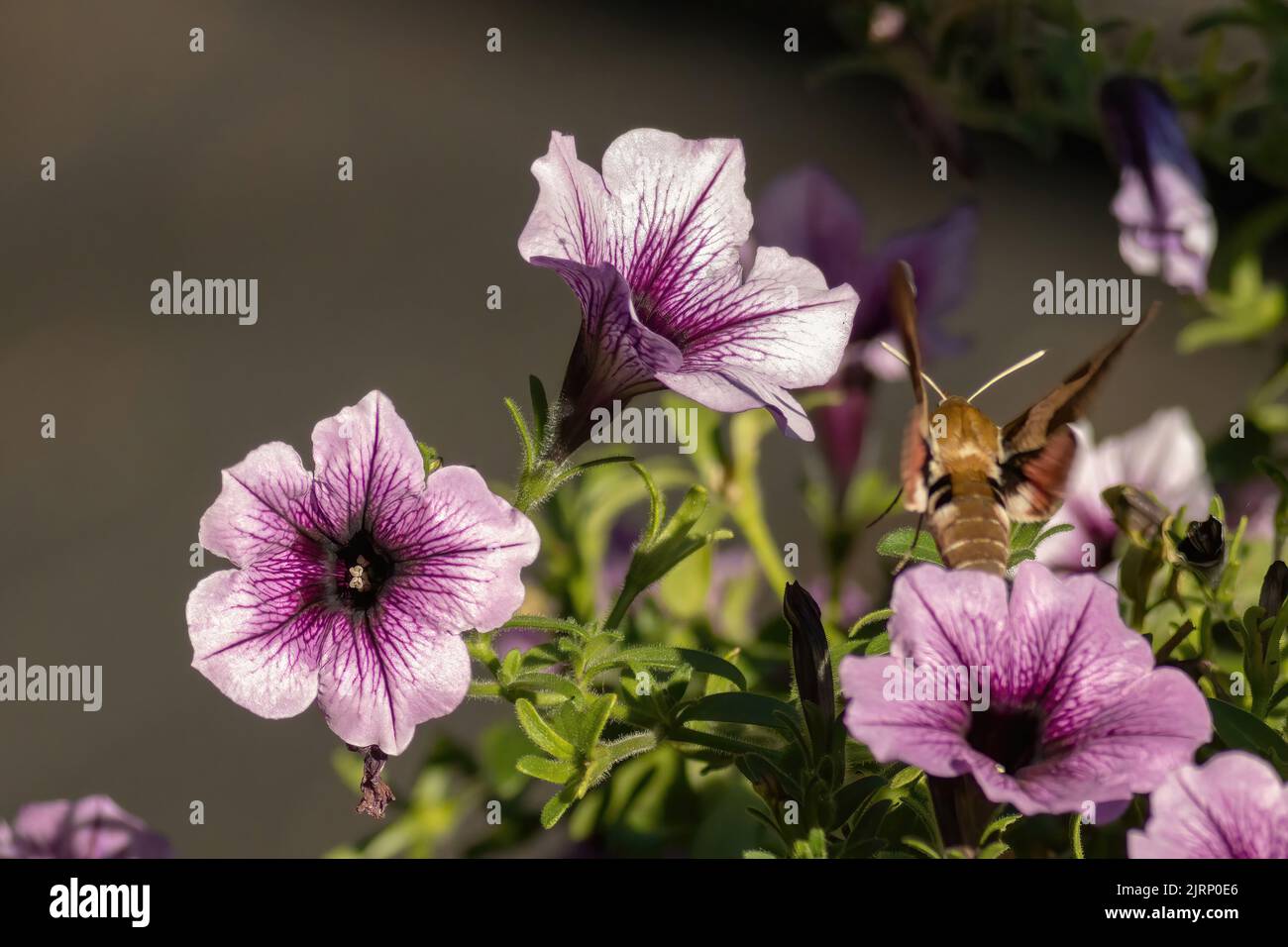 bedstraw hawk moth on a blooming petunia Stock Photo - Alamy