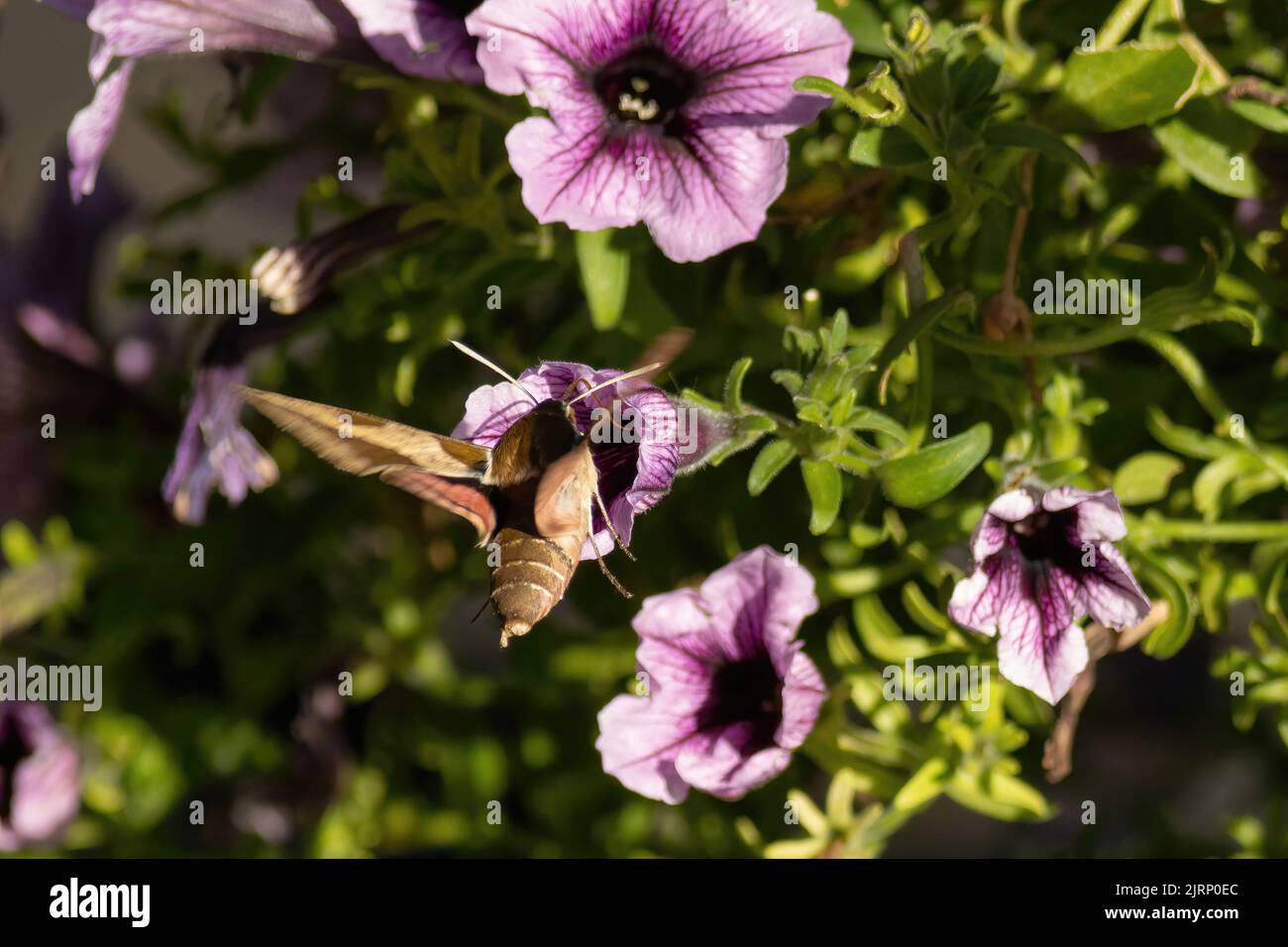bedstraw hawk moth on a blooming petunia Stock Photo - Alamy