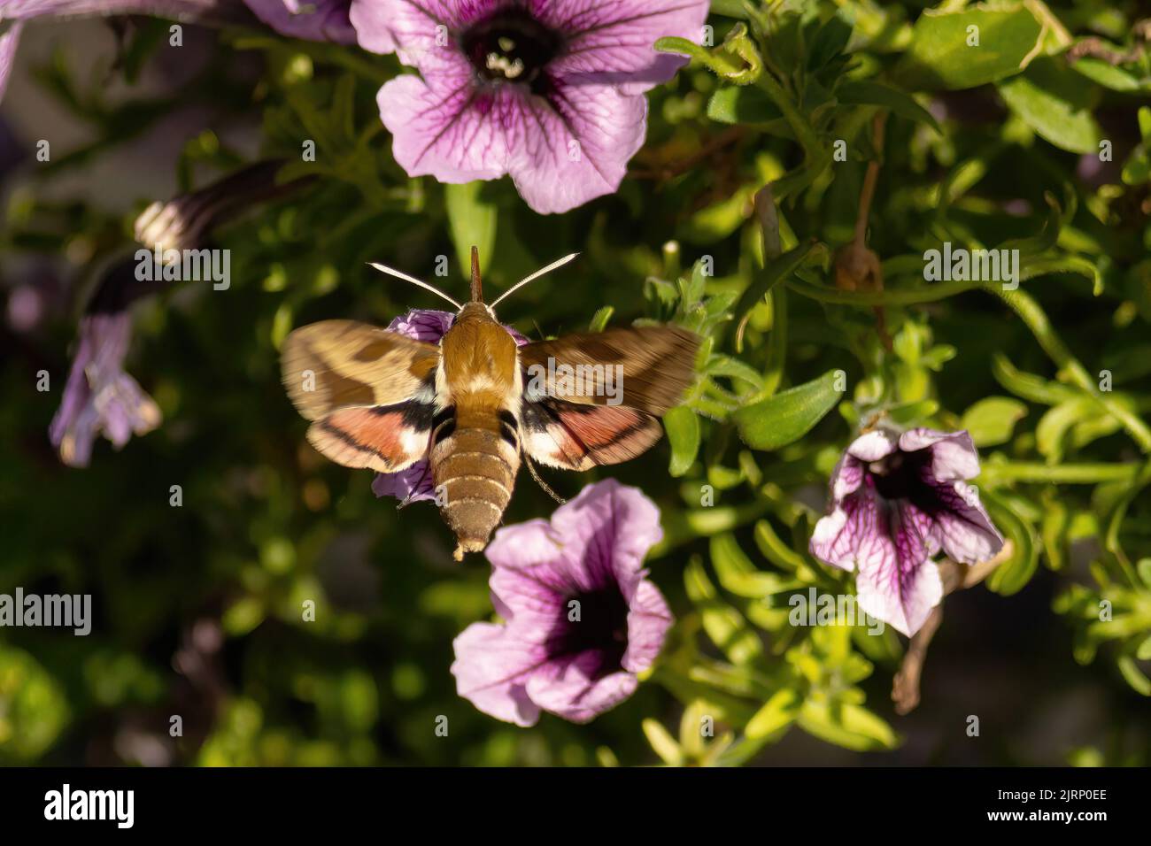 bedstraw hawk moth on a blooming petunia Stock Photo - Alamy