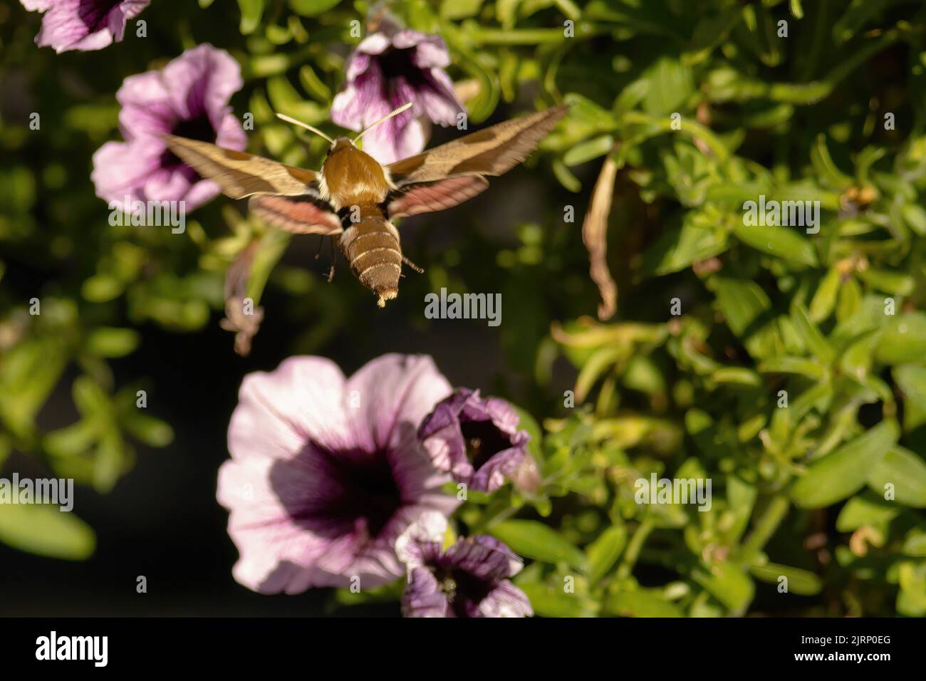 bedstraw hawk moth on a blooming petunia Stock Photo - Alamy