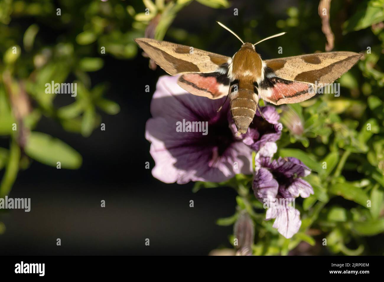 bedstraw hawk moth on a blooming petunia Stock Photo - Alamy