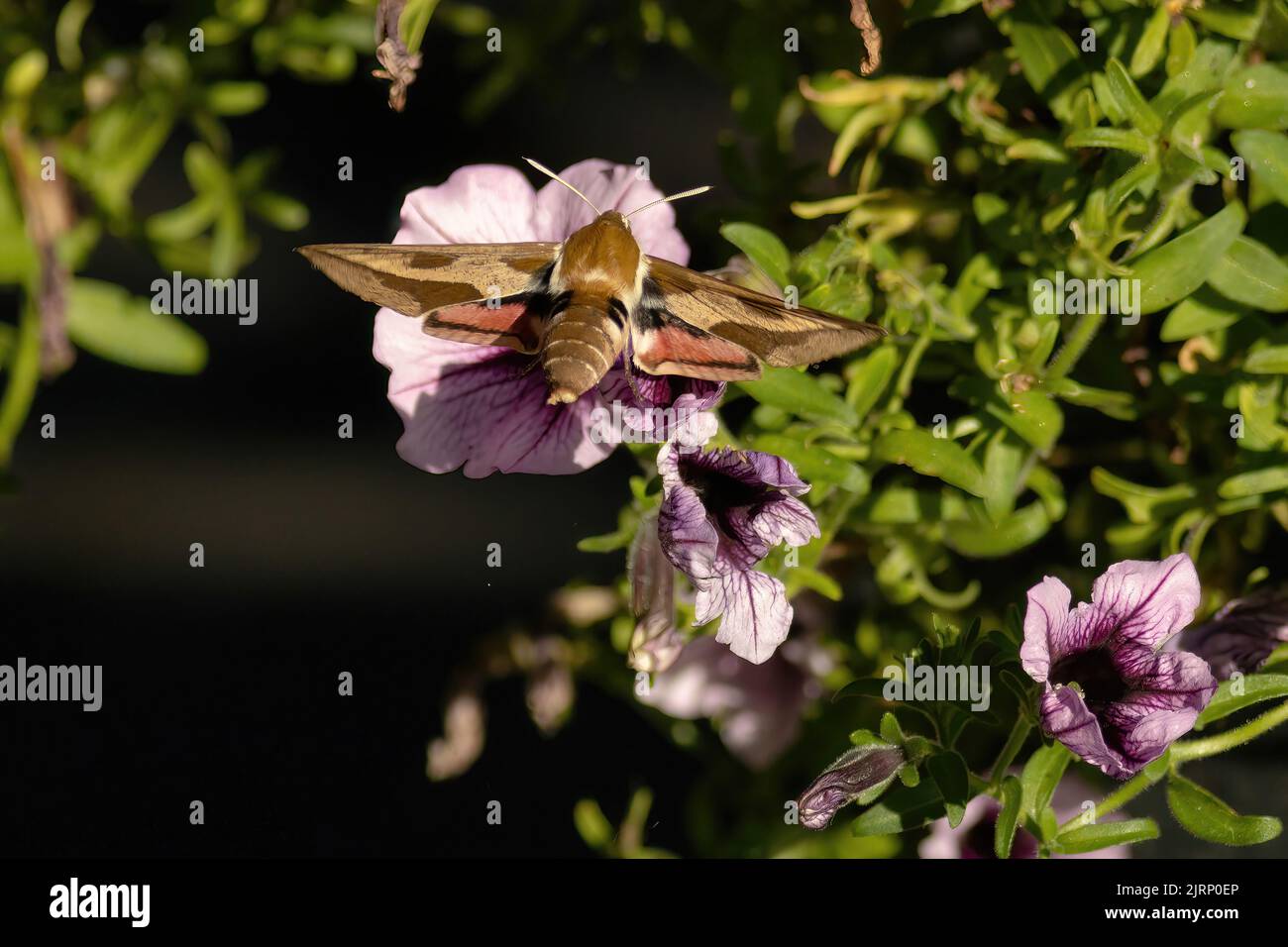 bedstraw hawk moth on a blooming petunia Stock Photo - Alamy