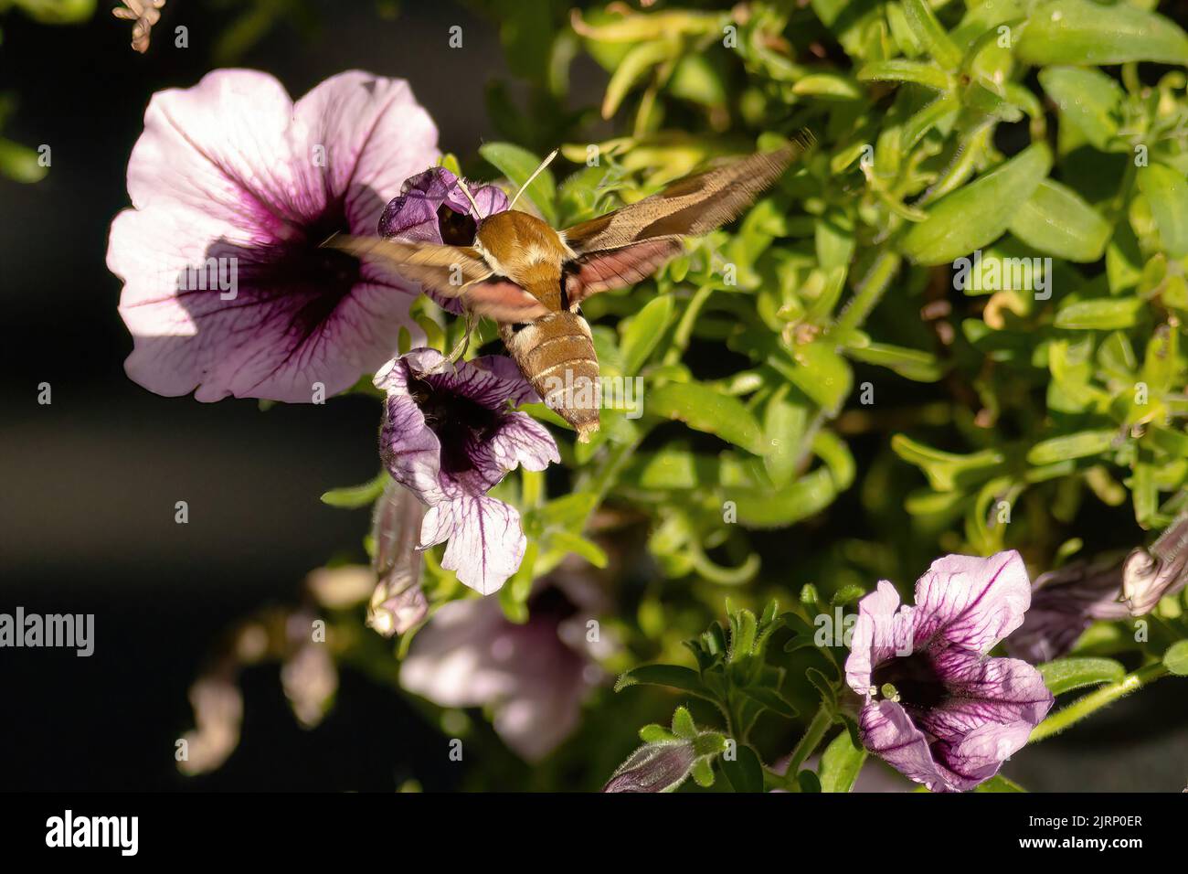 bedstraw hawk moth on a blooming petunia Stock Photo - Alamy
