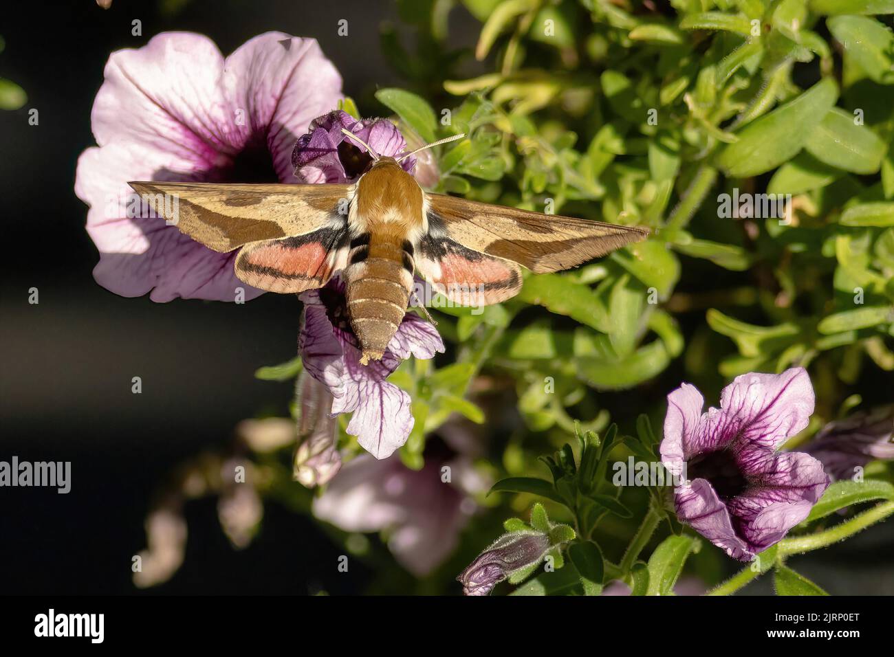 bedstraw hawk moth on a blooming petunia Stock Photo - Alamy