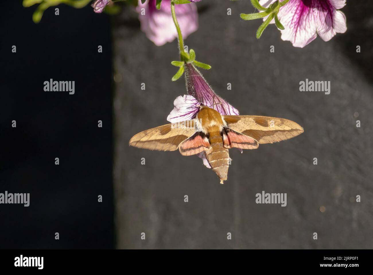 bedstraw hawk moth on a blooming petunia Stock Photo - Alamy