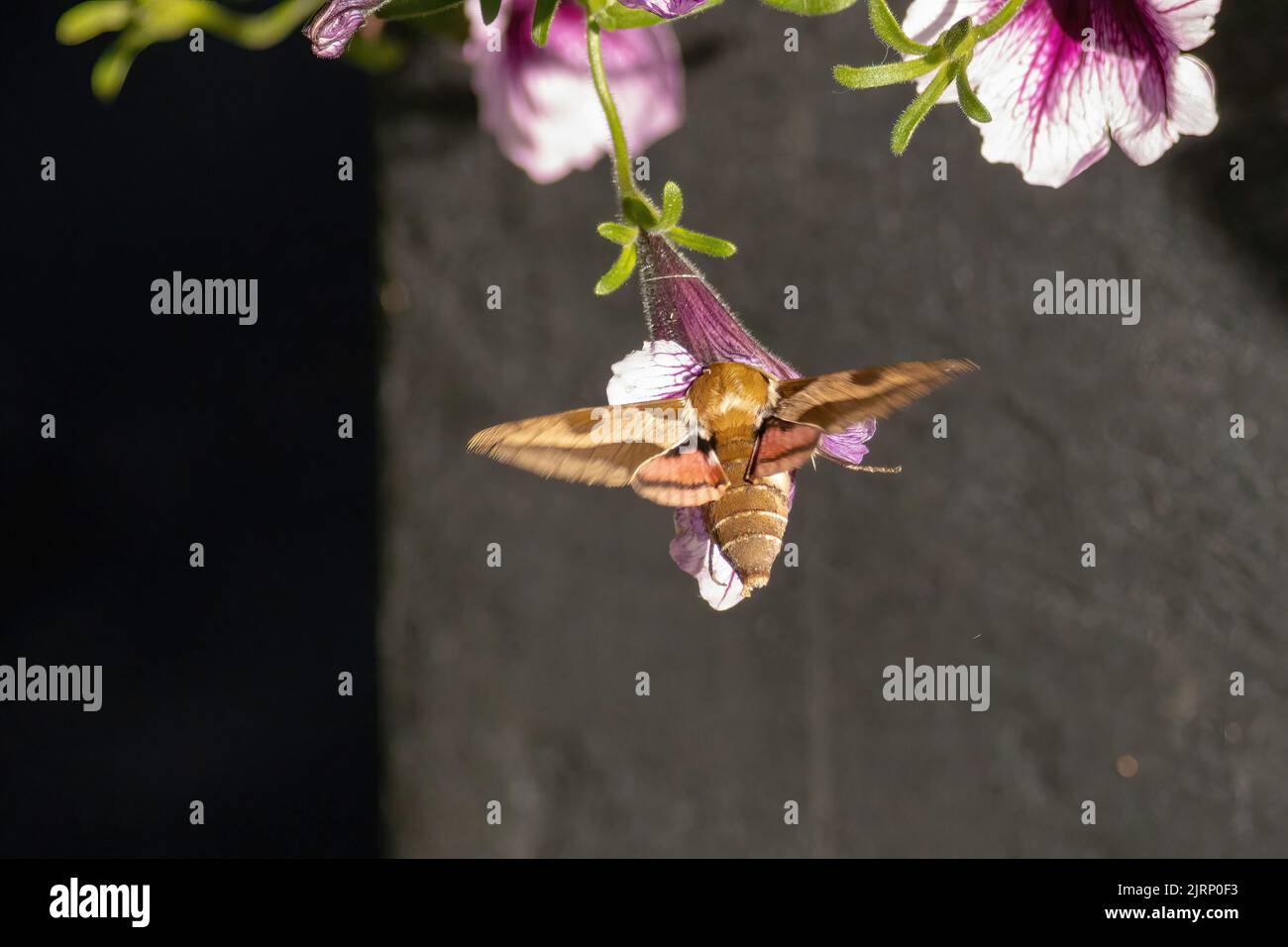Bedstraw hawk moths hi-res stock photography and images - Alamy